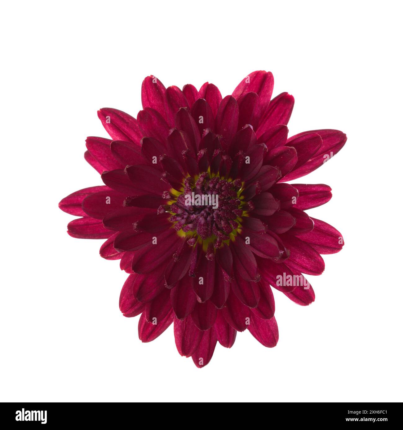 Maroon colored top hi-res stock photography and images - Alamy