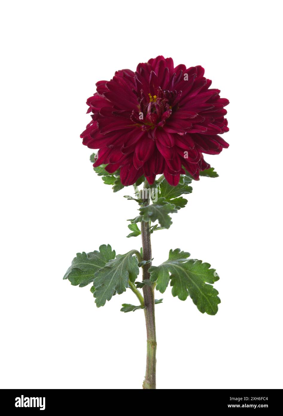 Small Chrysanthemum of maroon color isolated on white background Stock ...