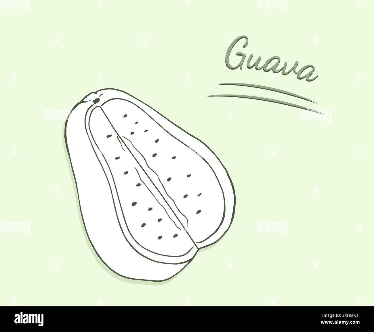 Hand-drawn guava fruit cut in half. Exotic tropical fruit isolated ...