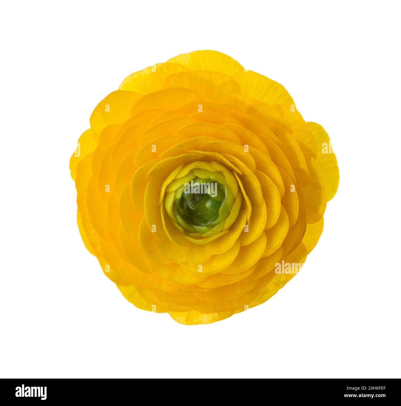 Single bloom white ranunculus on hi-res stock photography and images ...