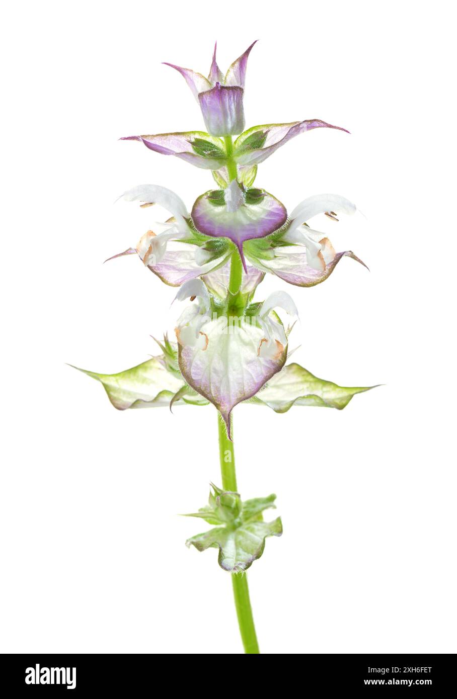 Summer inflorescences Cut Out Stock Images & Pictures - Alamy