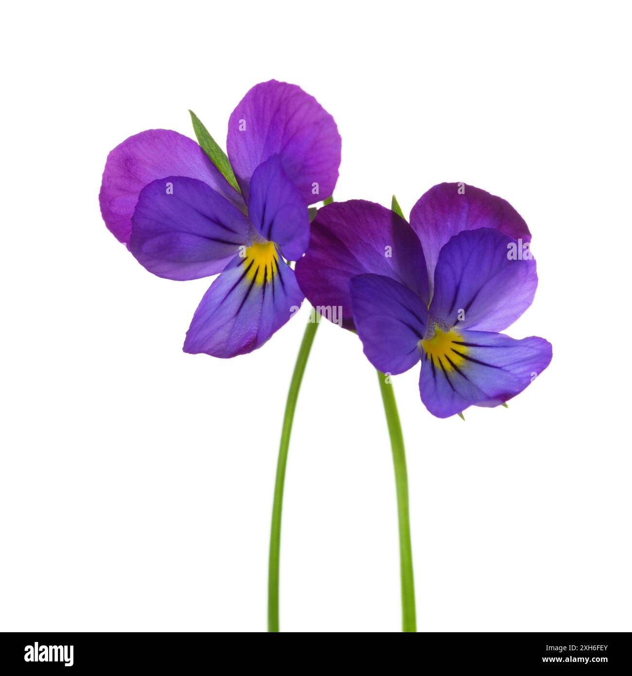 Two flowers of Viola tricolor (Johnny Jump up) isolated on white ...