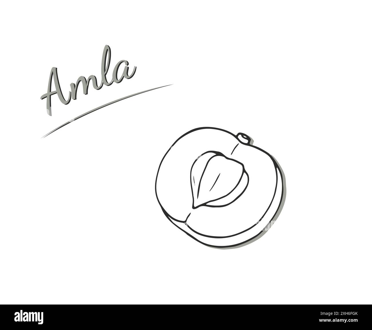 Hand-drawn Indian gooseberry, Phyllanthus emblica, or amla. isolated ...