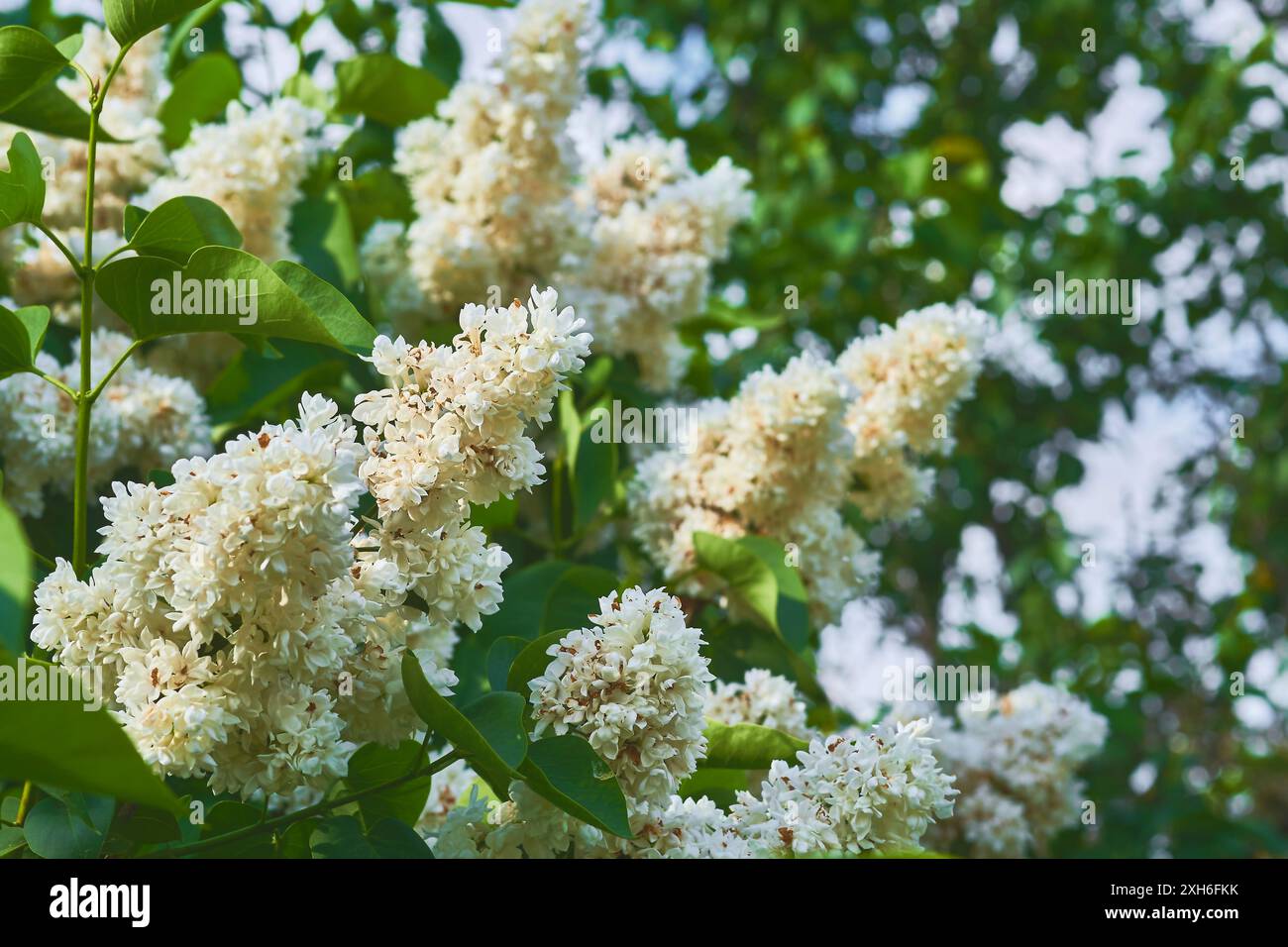 White pink olive tree hi-res stock photography and images - Alamy