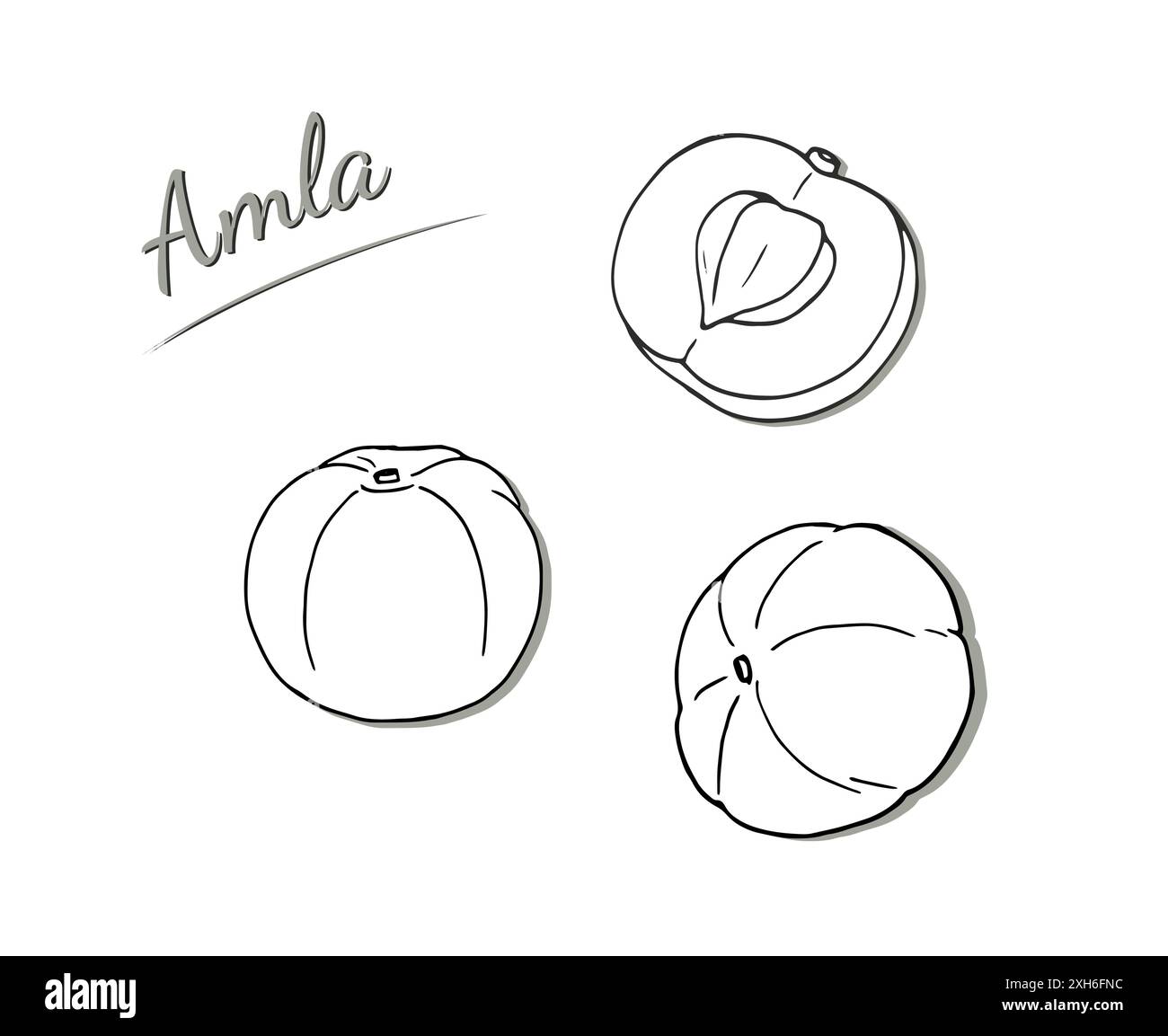 Amla fruits and leaves set. Hand-drawn illustration isolated on white ...