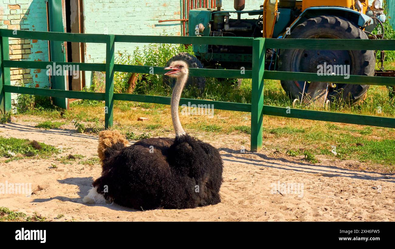 a flightless swift-running African bird with a long neck, long legs ...