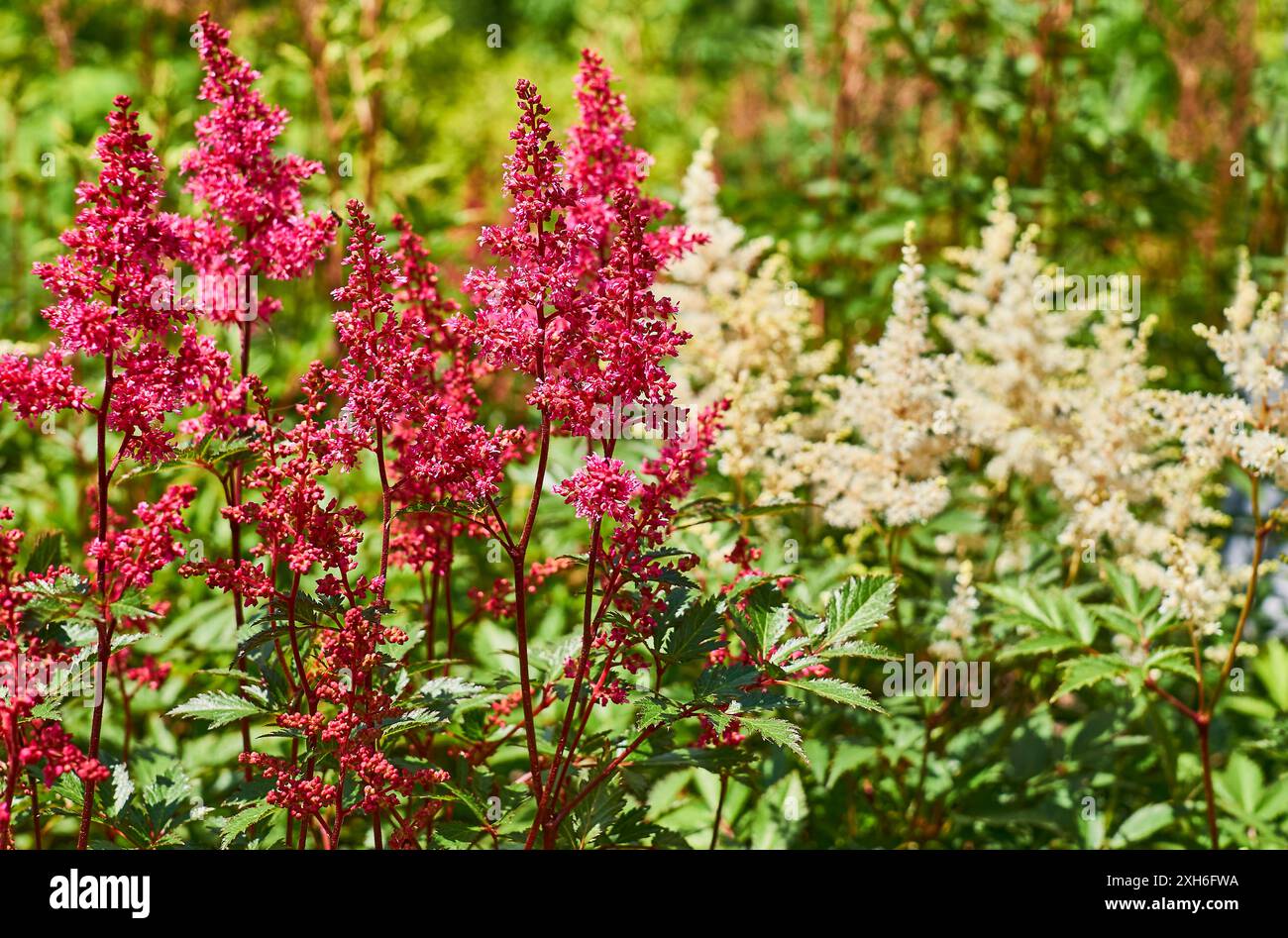 Old world flowering plant hi-res stock photography and images - Alamy