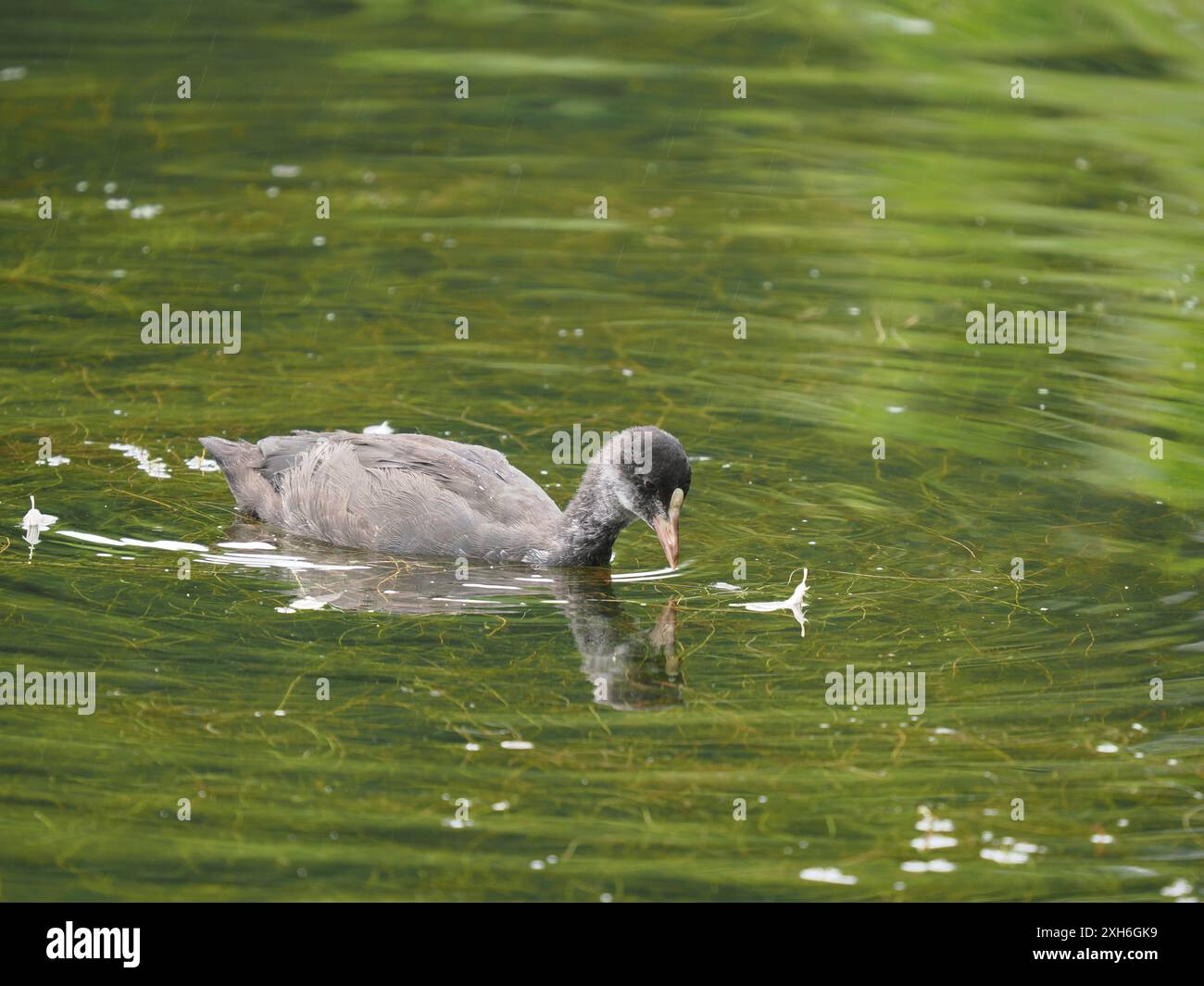 This juvenile coot is starting to develop its diagnostic white facial ...