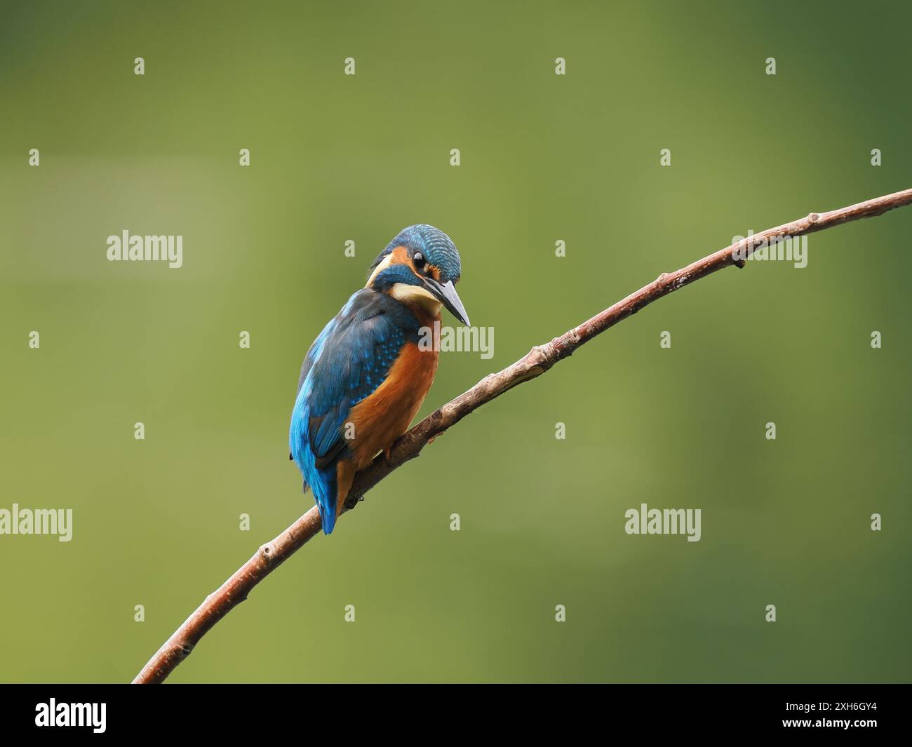 Young birds keep a watch upwards for aerial predators as well as ...