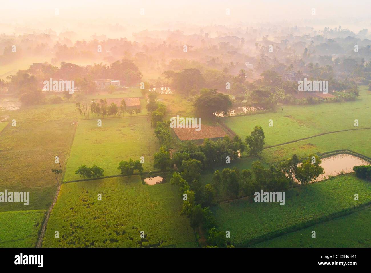 Aerial view of paddy fields at sunrise in the indian Sundarbans, the ...