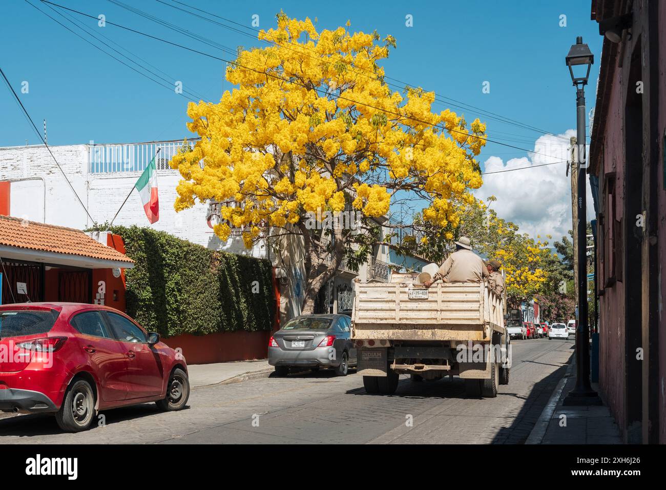 The yellow flowers of the Guayacán trumpet tree in Oaxaca City, Mexico ...