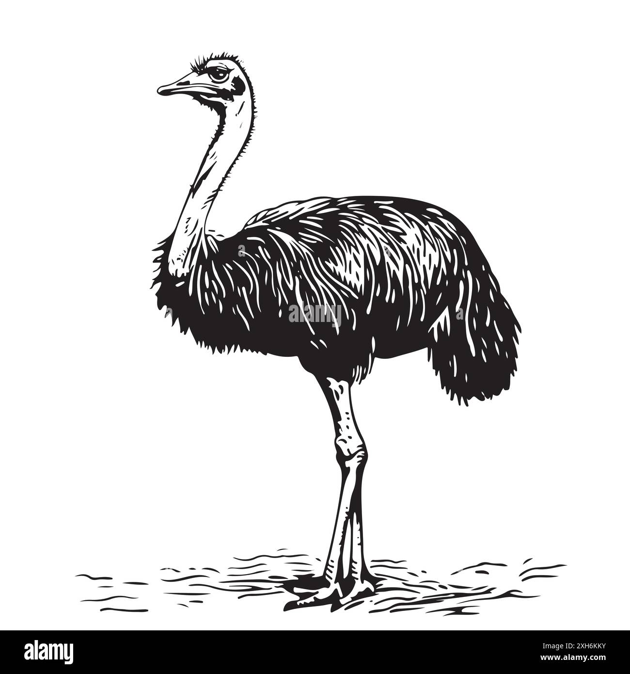 Sketch of an ostrich. Hand drawn illustration converted to vector Stock ...
