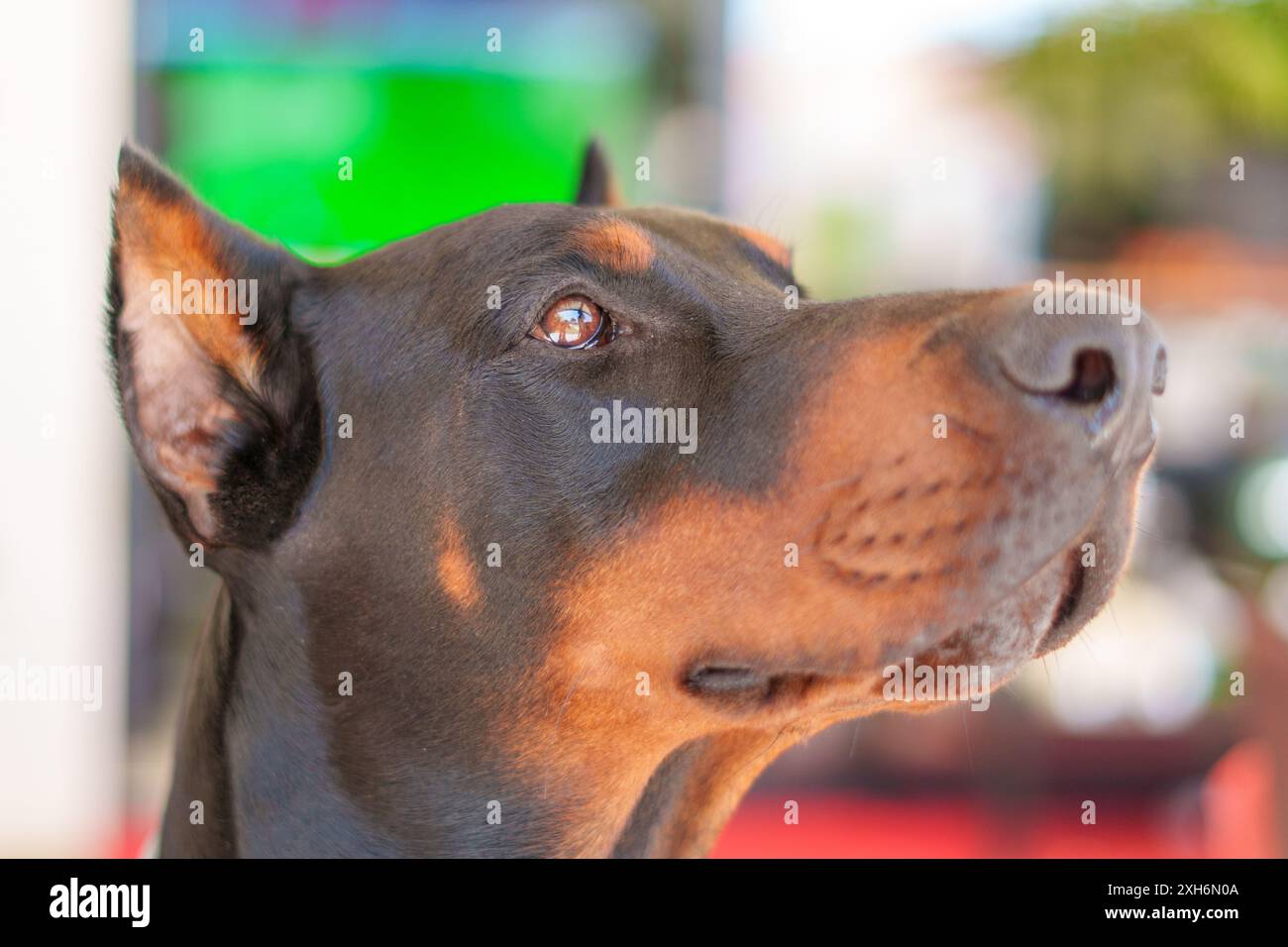 Portrait a doberman hi-res stock photography and images - Alamy