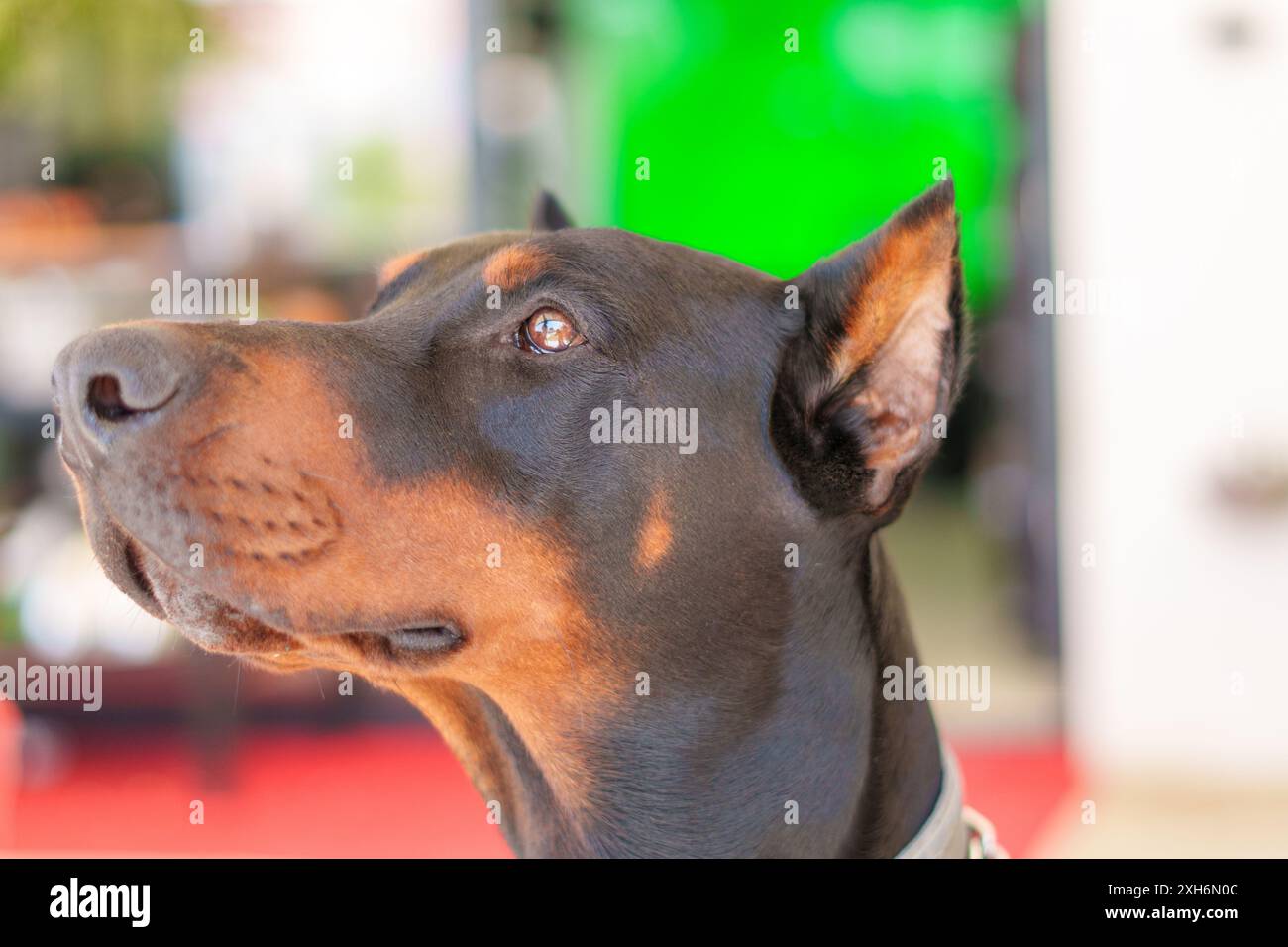 Portrait of a doberman breed dog Stock Photo - Alamy