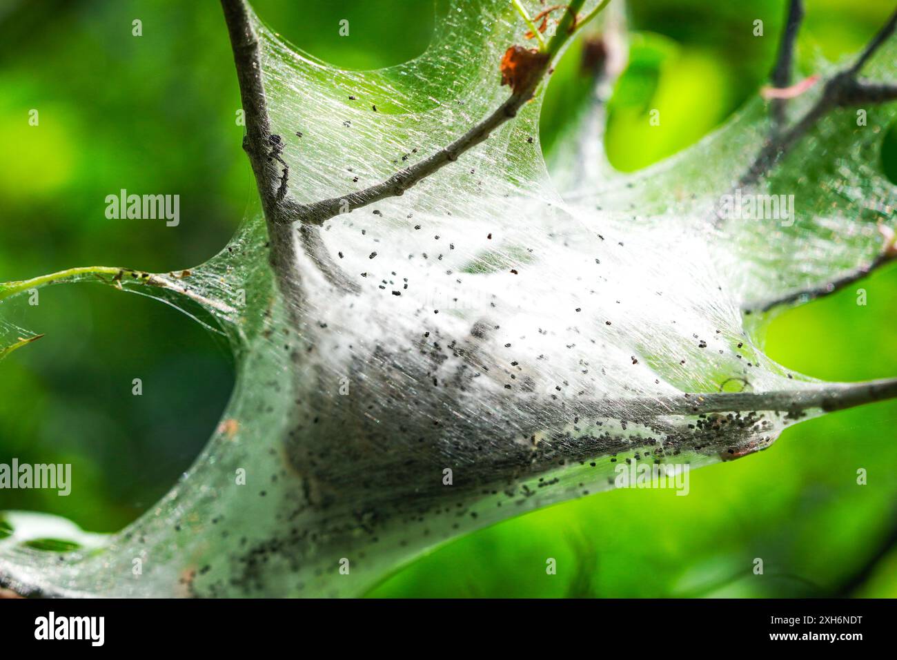 Closeup forest tent caterpillar hi-res stock photography and images - Alamy