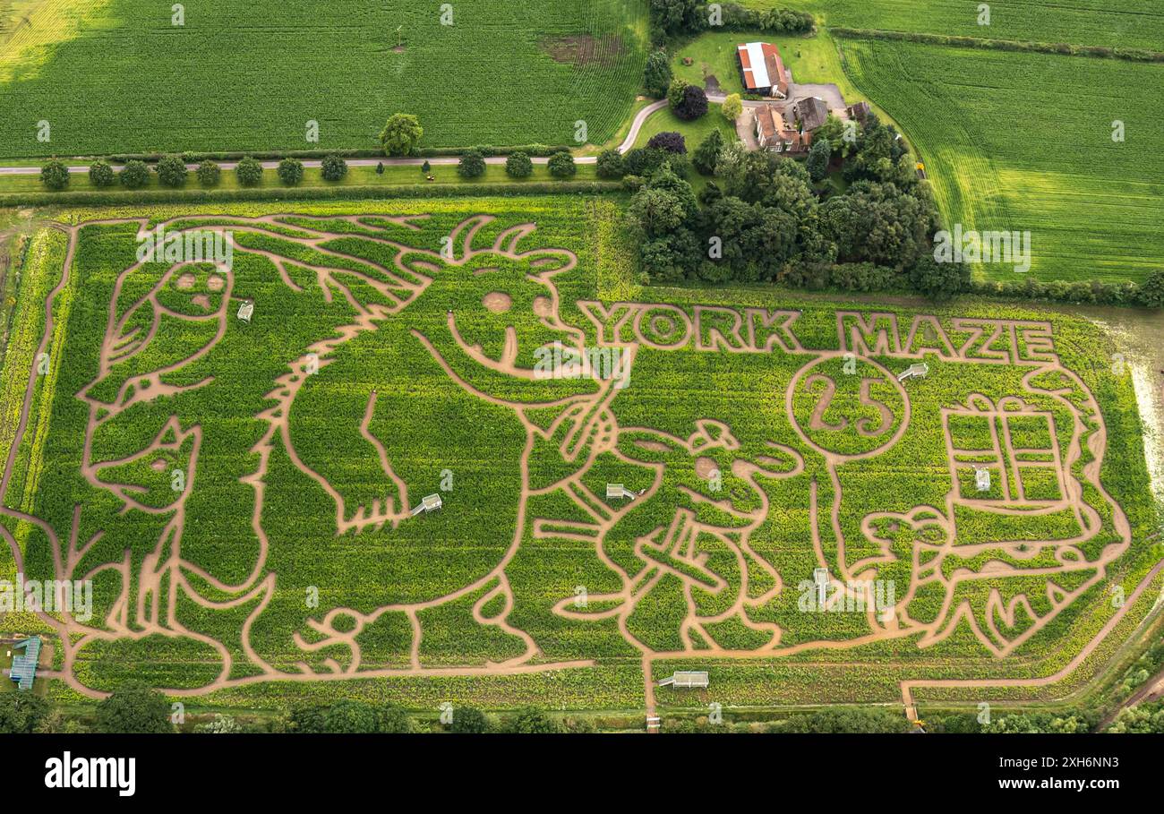 An aerial view of this year's York Maze which is celebrating 25 Years ...
