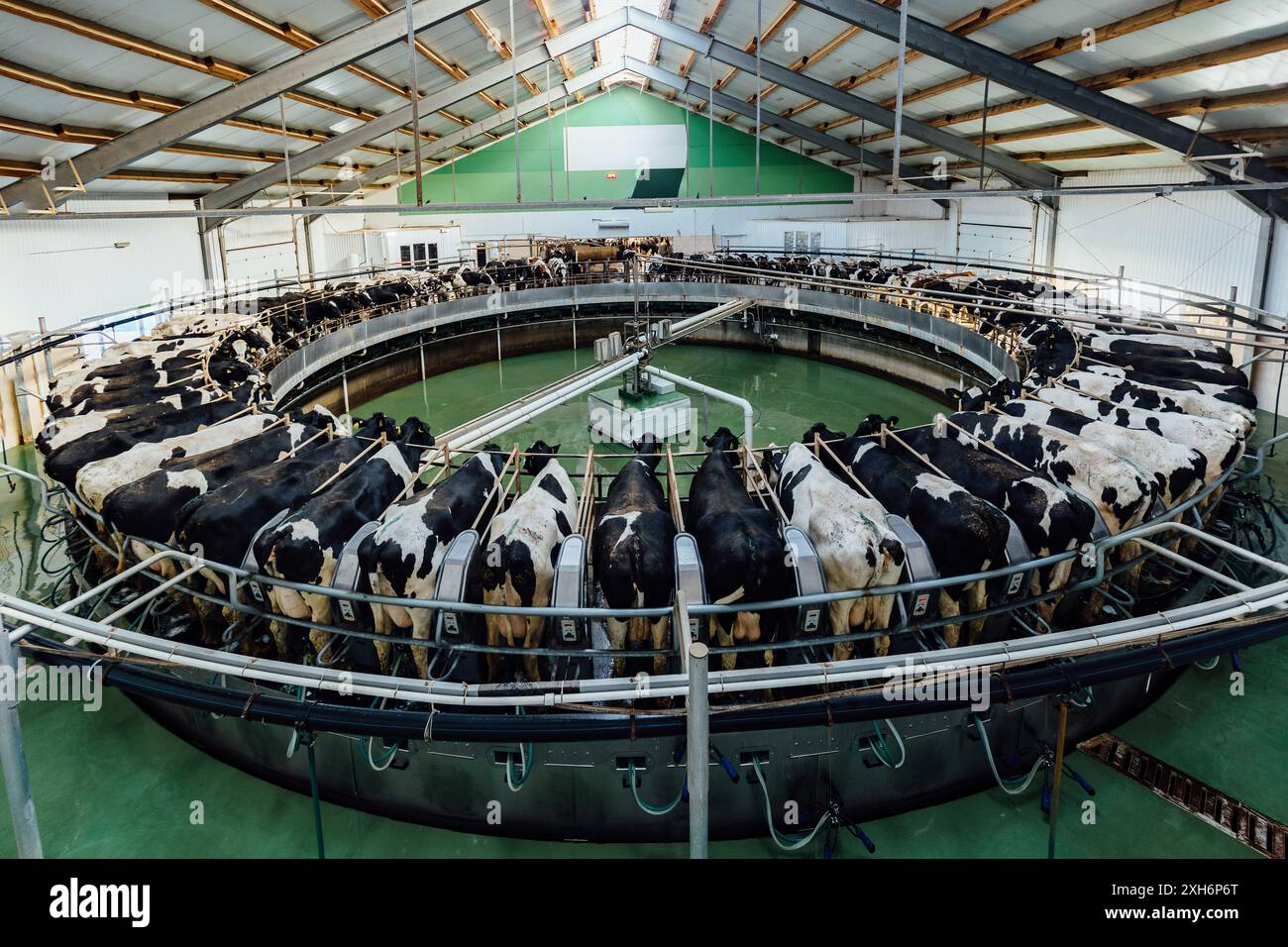 Milking cows by automatic industrial milking rotary system in modern diary farm Stock Photo - Alamy
