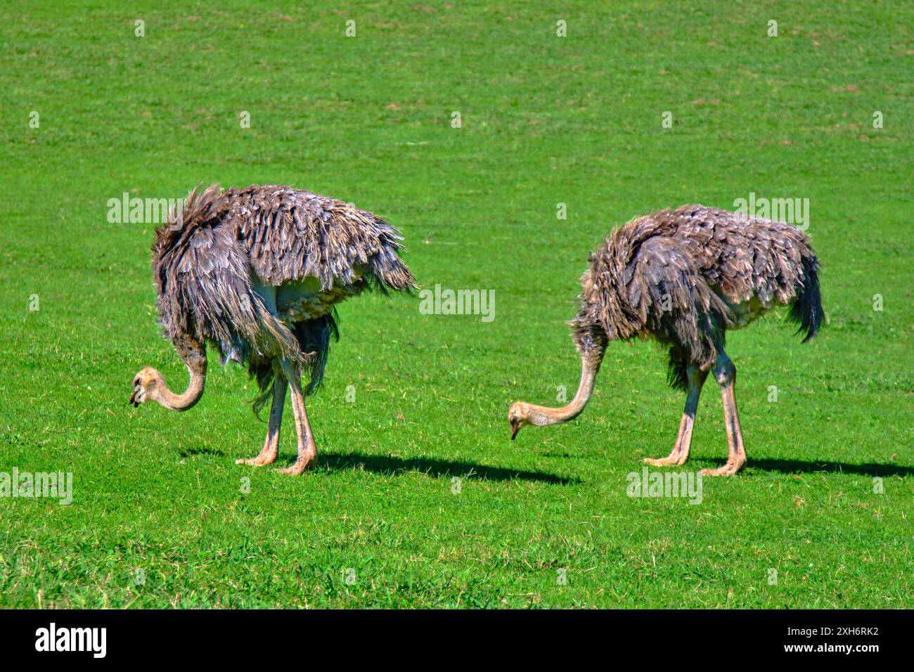 Ostriches in a zoo hi-res stock photography and images - Alamy