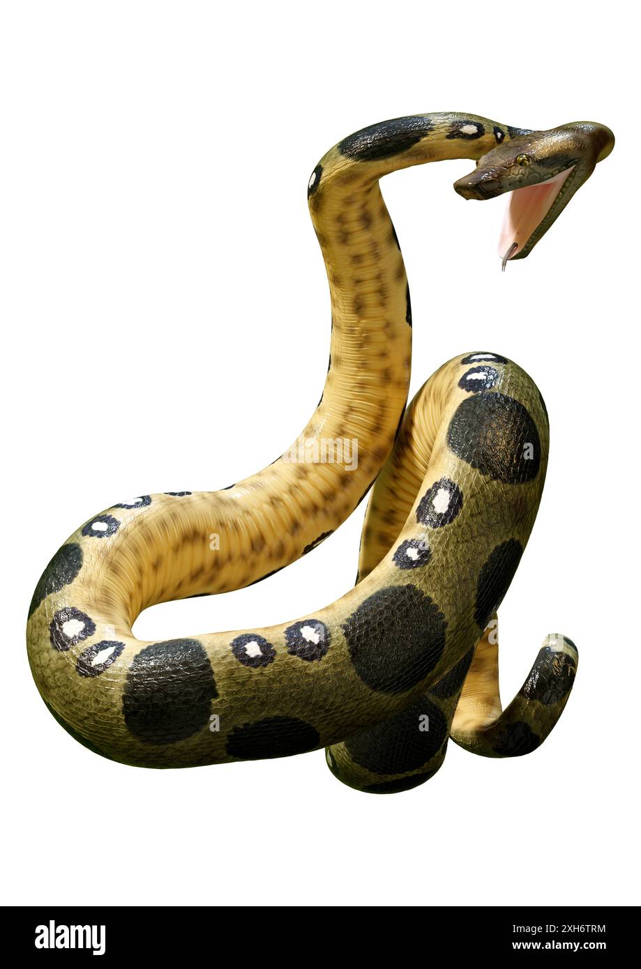 3D rendering of a green anaconda or Eunectes murinus or common anaconda ...