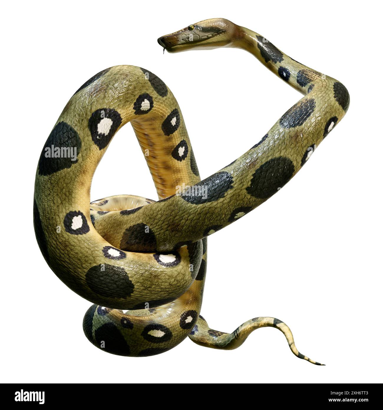 3D rendering of a green anaconda or Eunectes murinus or common anaconda ...
