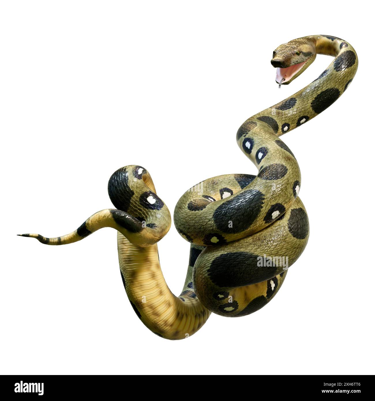 3D rendering of a green anaconda or Eunectes murinus or common anaconda ...