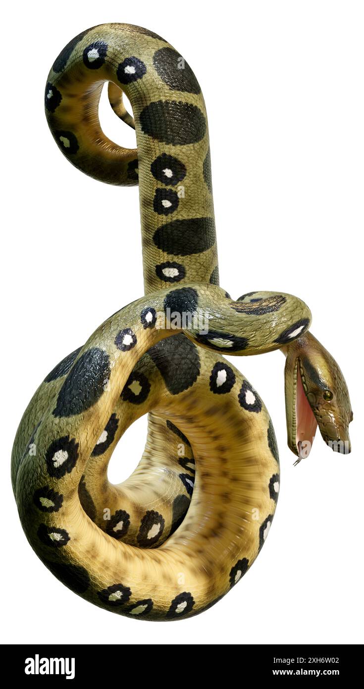3D rendering of a green anaconda or Eunectes murinus or common anaconda ...