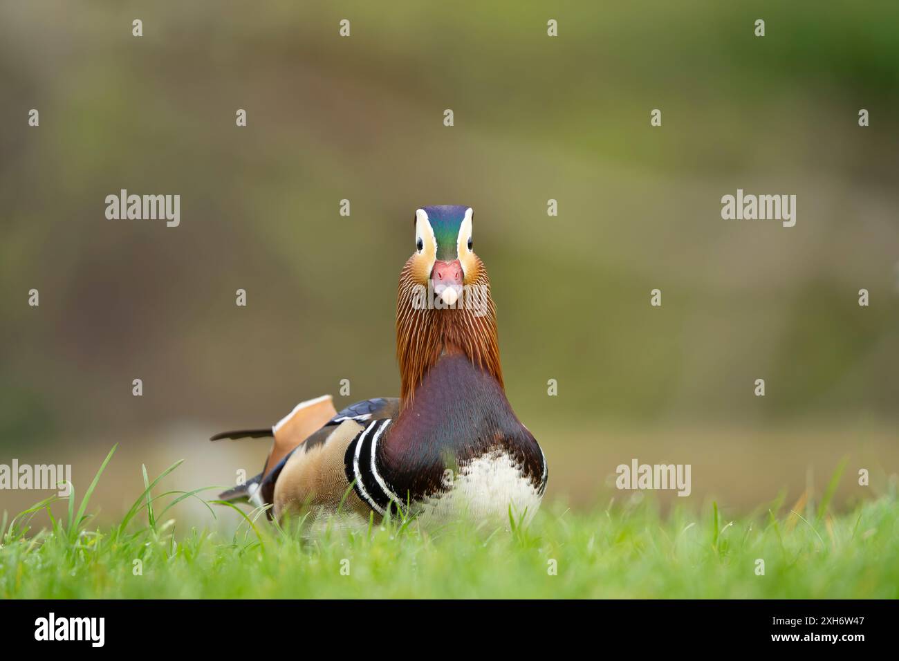 Duck facing camera hi-res stock photography and images - Alamy