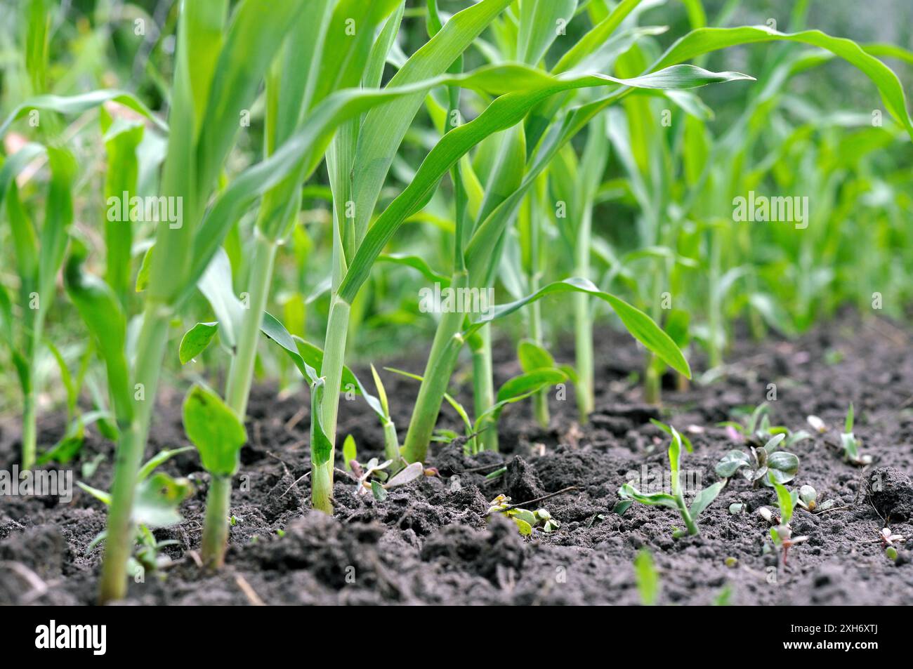cornfield of young maize plantation in the vegetable garden Stock Photo ...