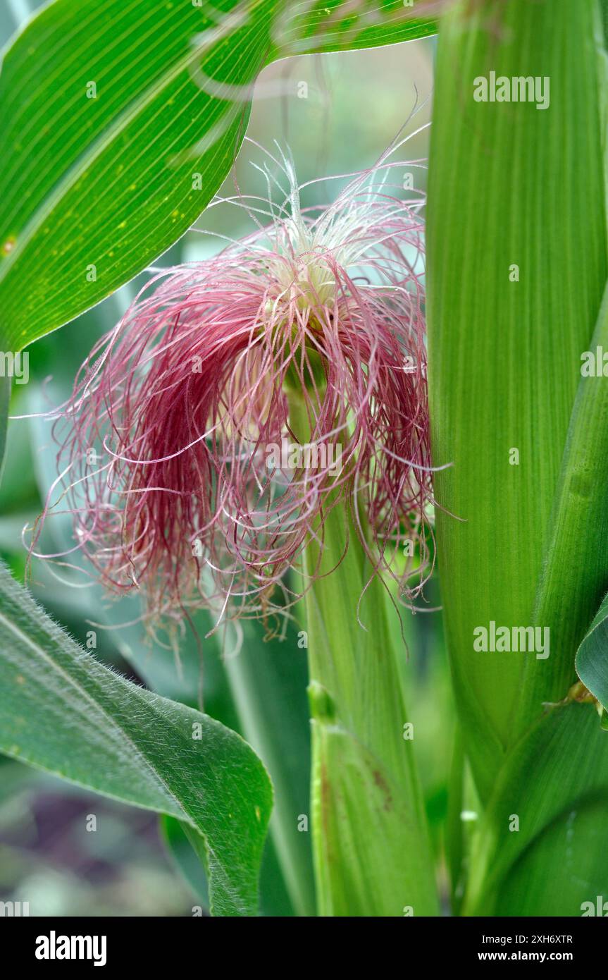 Female maize flower hi-res stock photography and images - Alamy