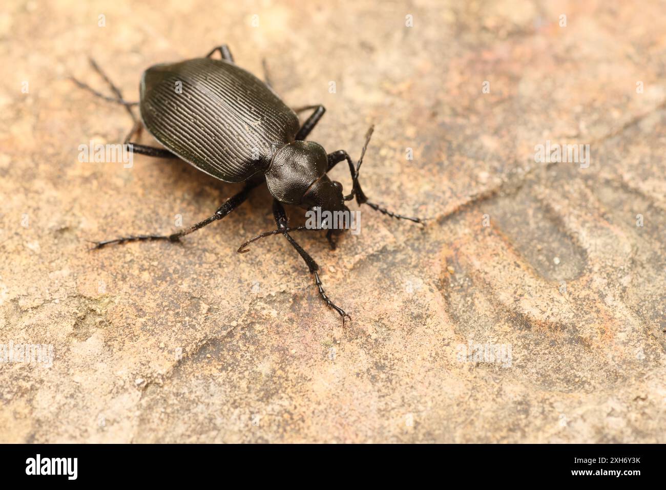 Calosoma hi-res stock photography and images - Alamy