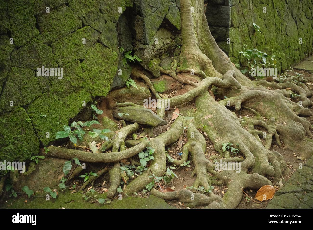 The roots of a large, old tree are creeping and damaging the pathways ...