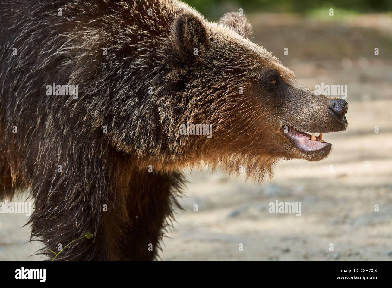 Brown bear on the roadside in the mountains foraging for anything to ...