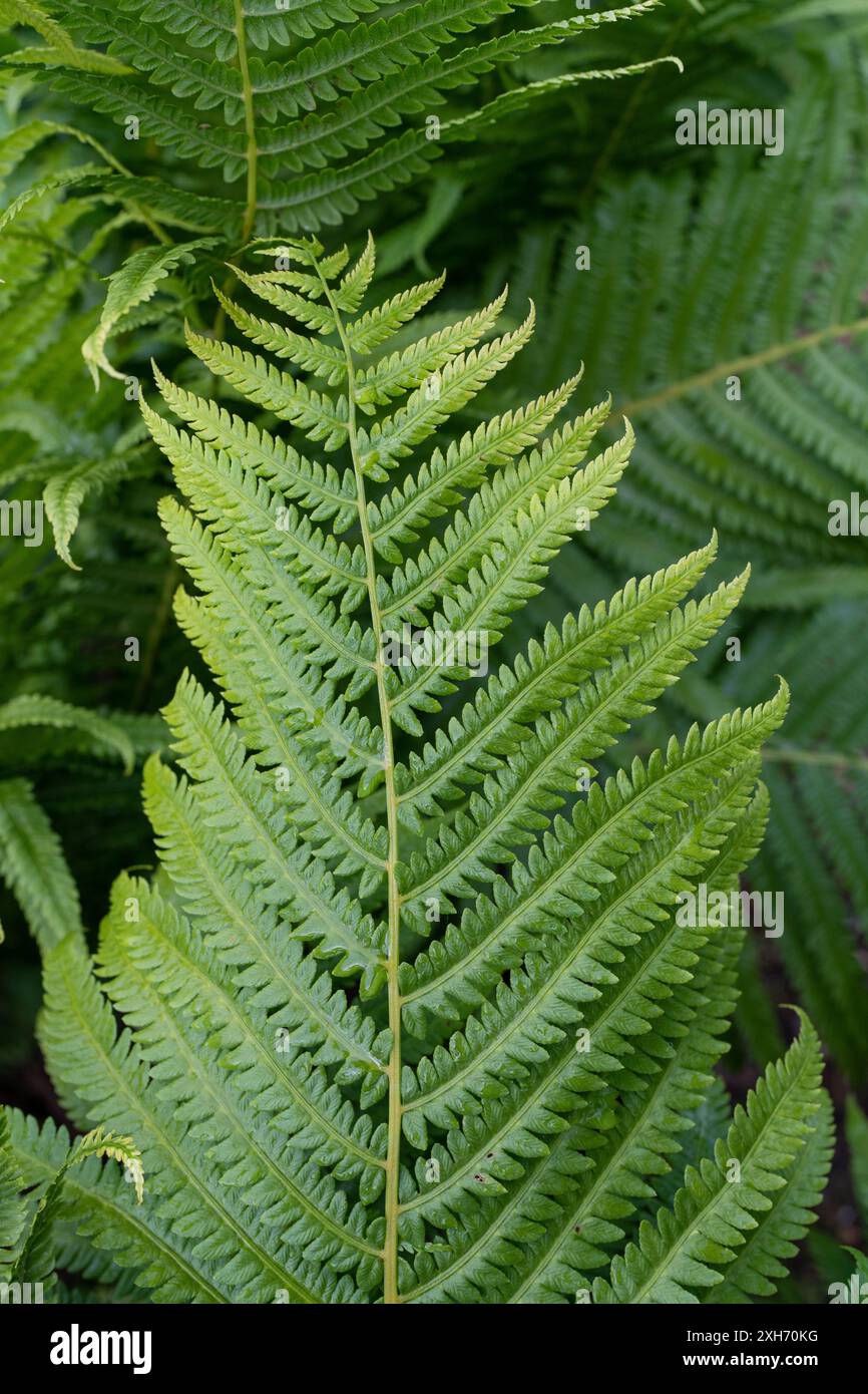 Beautiful fern leaf texture in nature. Natural ferns blurred background ...