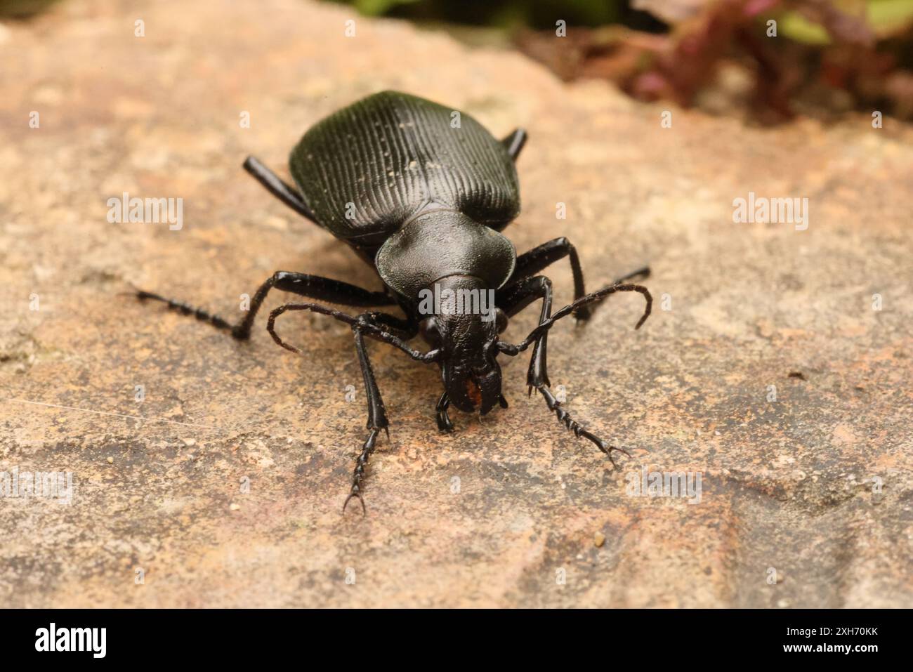 Calosoma maximowiczi ground beetle in Japan Stock Photo - Alamy