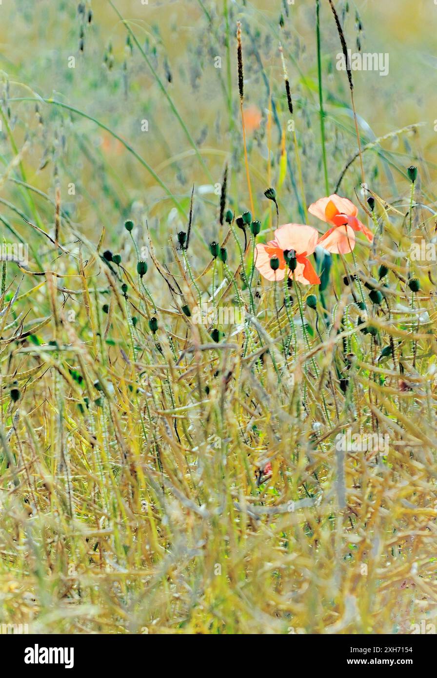 Grasses and poppies growing in English summer meadow hay field ...
