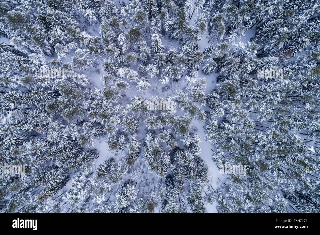 Aerial view conifer forest forest hi-res stock photography and images ...