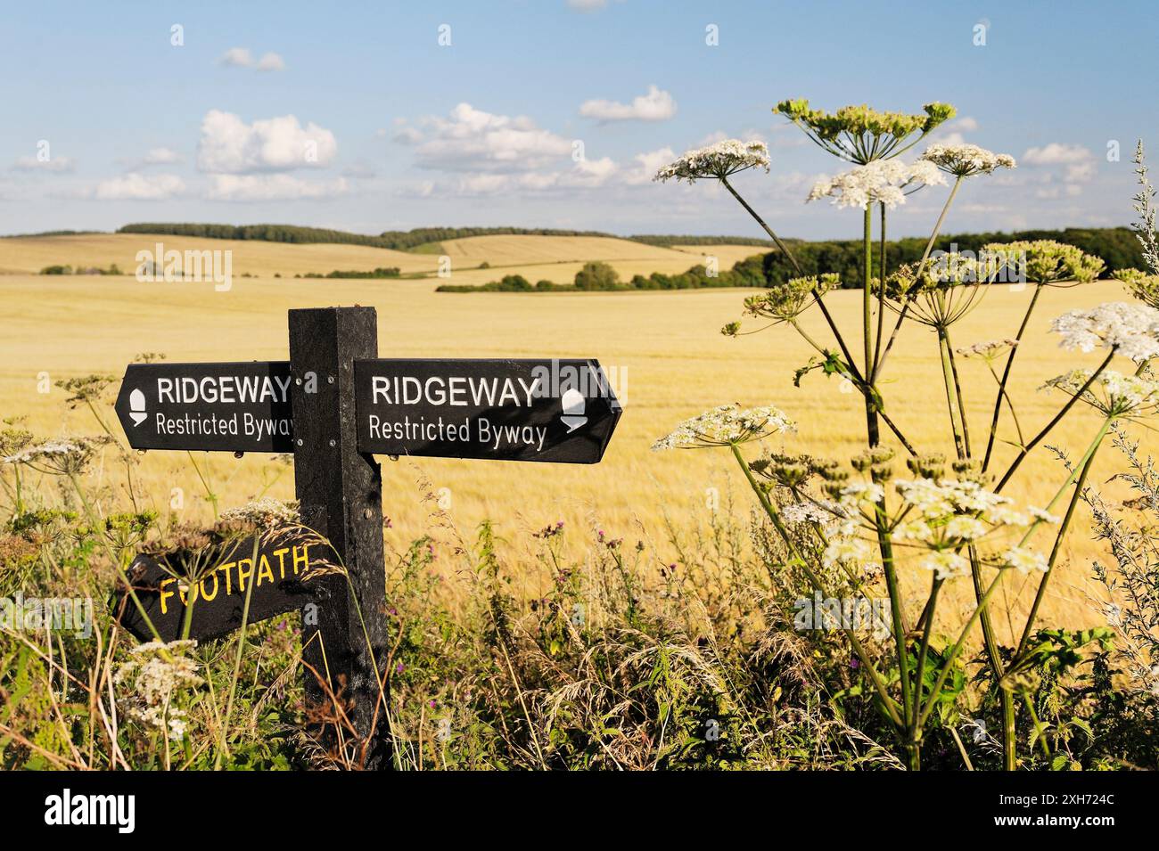 The Ridgeway. Sign on 5000 year old long distance path seen between ...