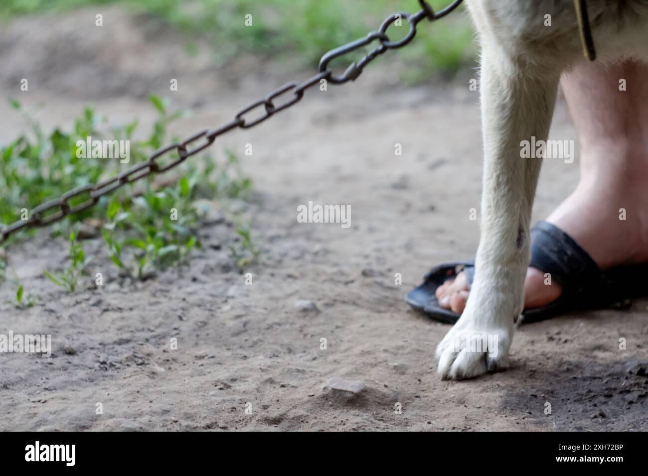 Dog with chain around its neck, person standing nearby, representing ...