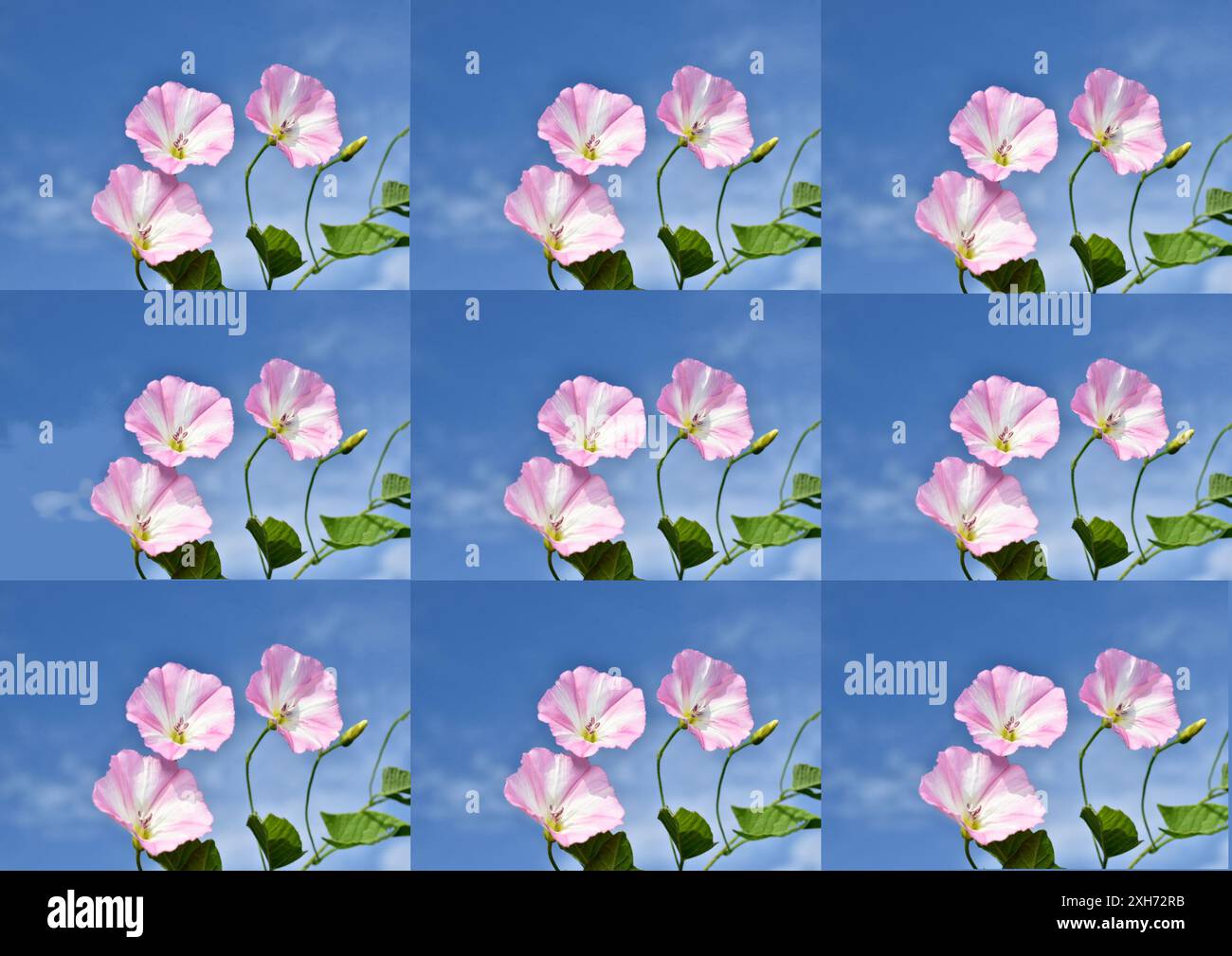 A greeting card made using a collage of images of the bindweed flower ...