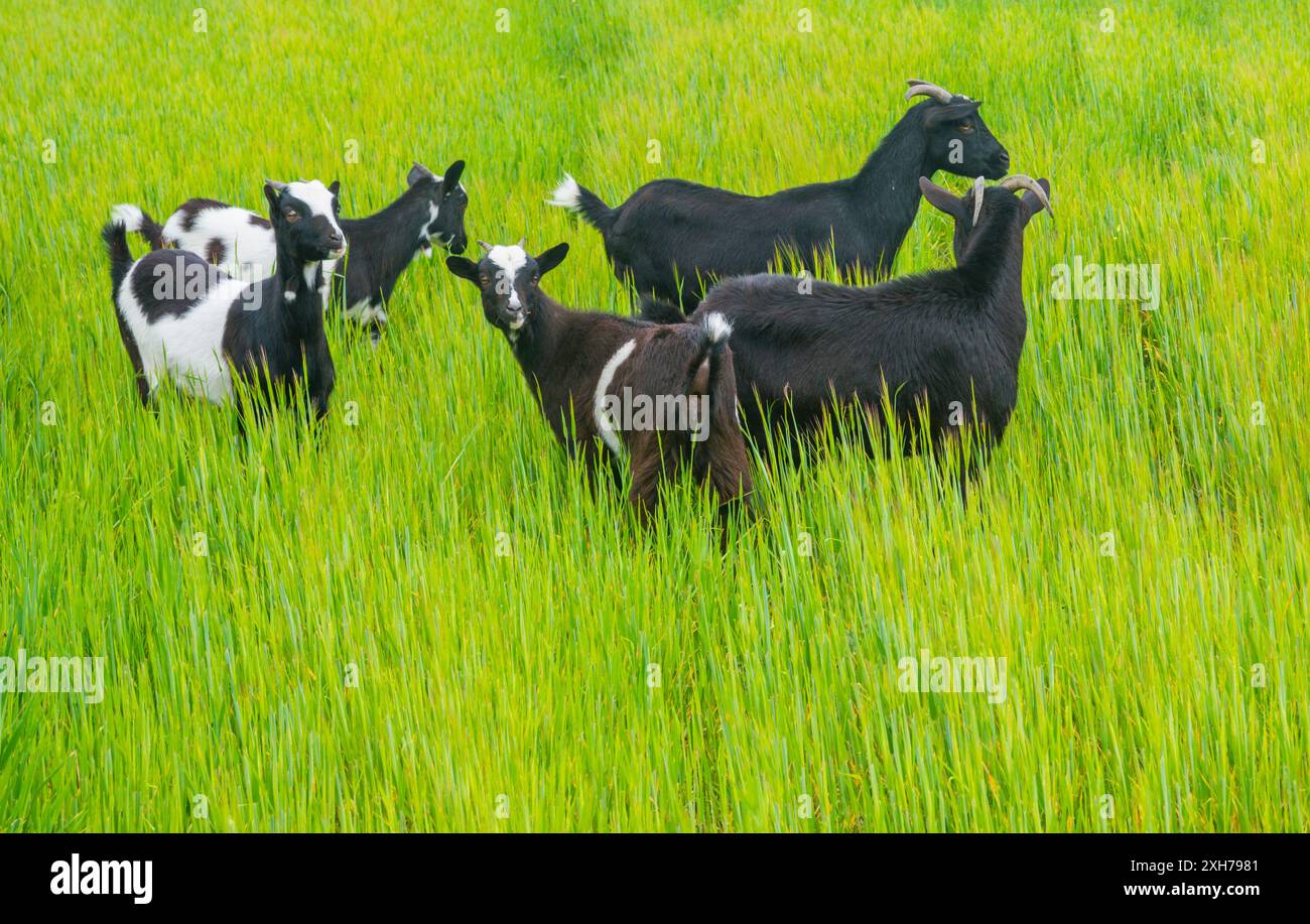 Goats in a field Stock Photo - Alamy