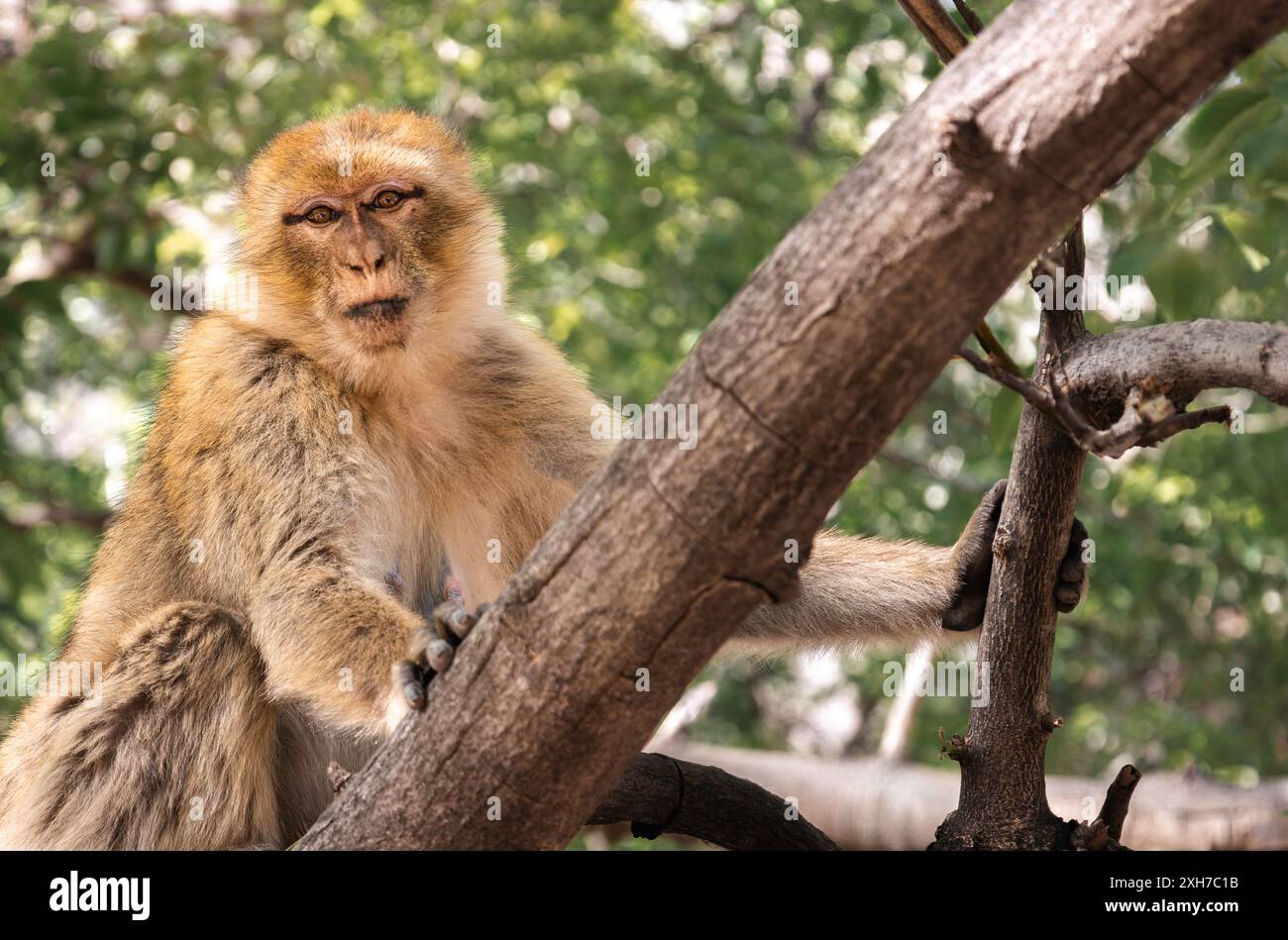 Female Barbary Macaque (Macaca sylvanus) in Setti Fatma Forest, Morocco - Wildlife Photography ...
