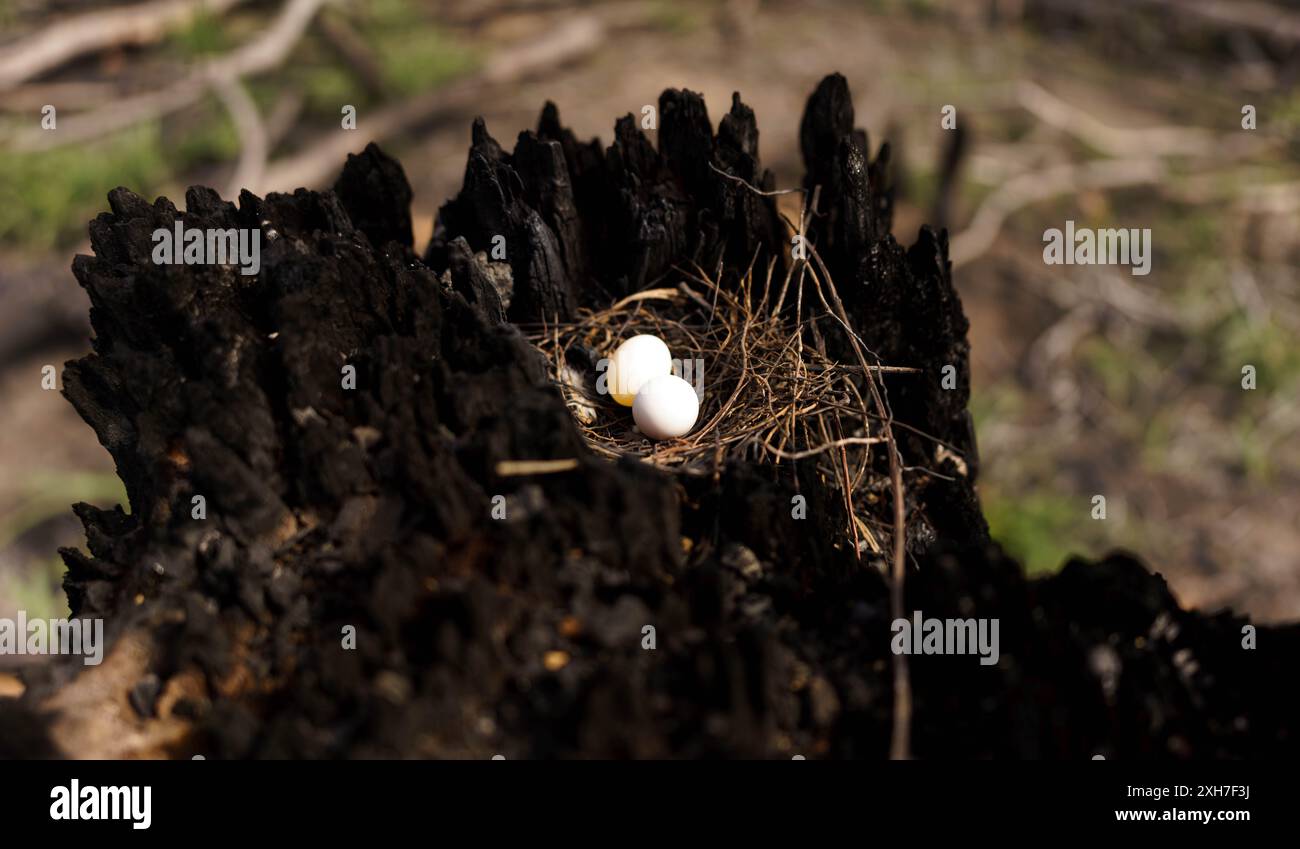 bird’s nest with two eggs in a burned tree Stock Photo - Alamy
