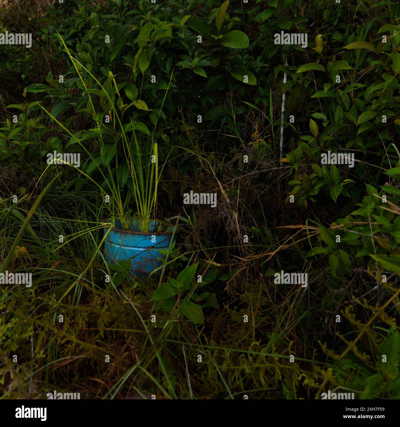 blue flower pot abandoned in tall grass Stock Photo - Alamy