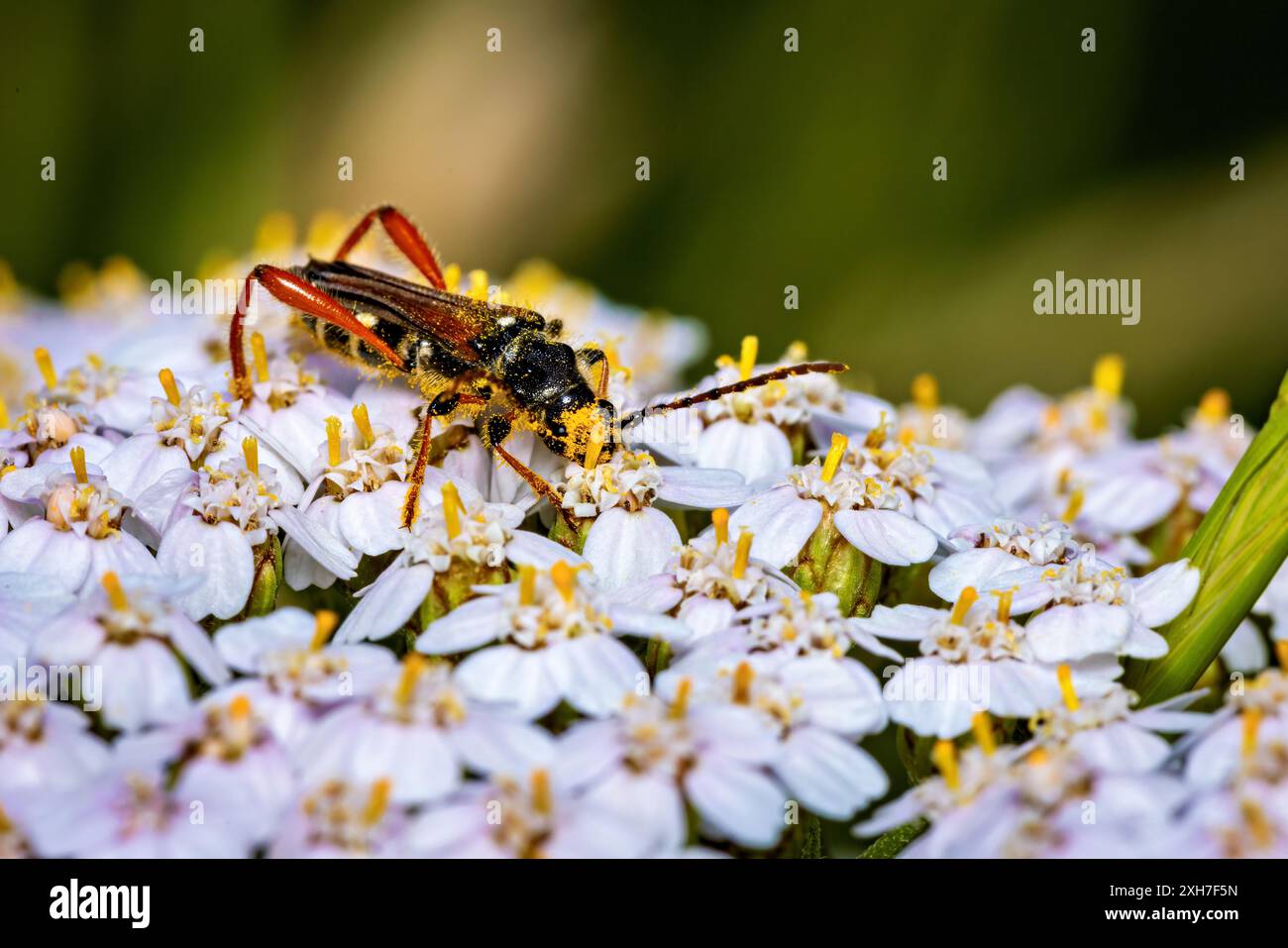 A Red Brown Longhorn Beetle Stock Photo - Alamy