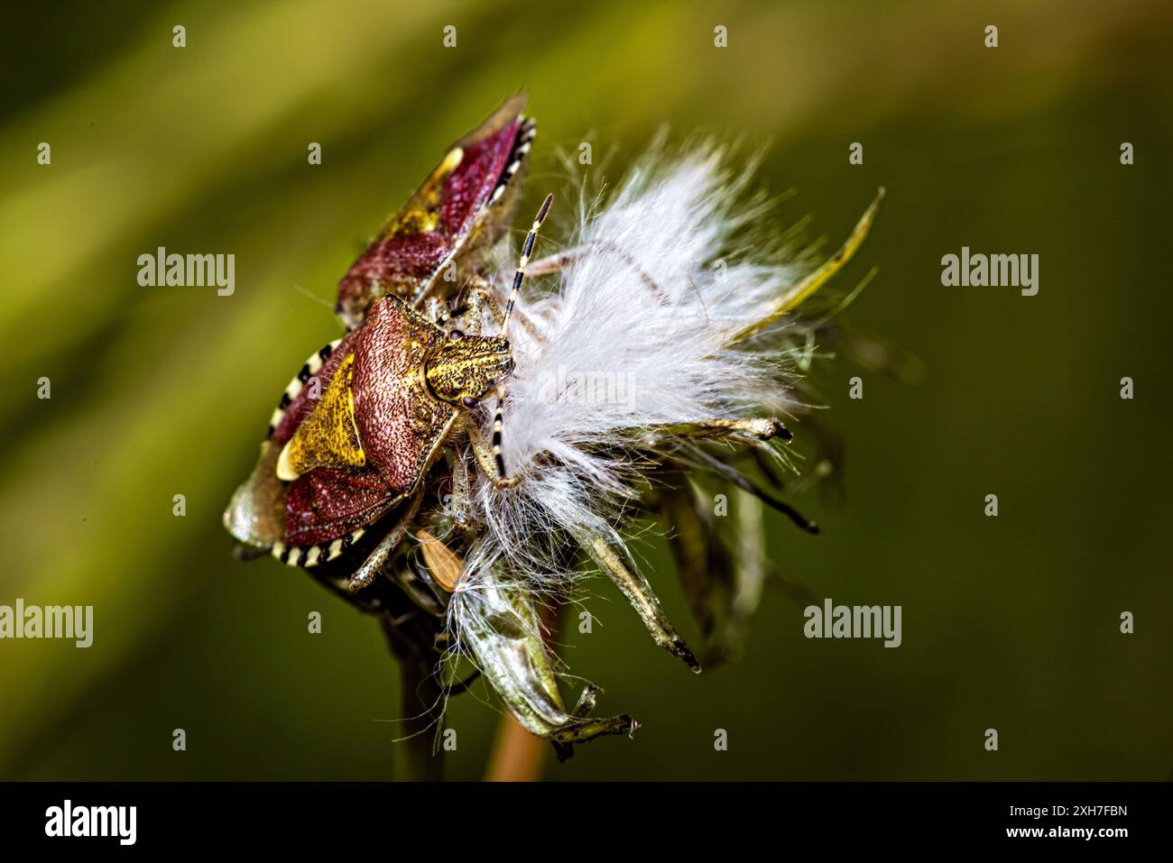 A stink bug of a flower Stock Photo - Alamy
