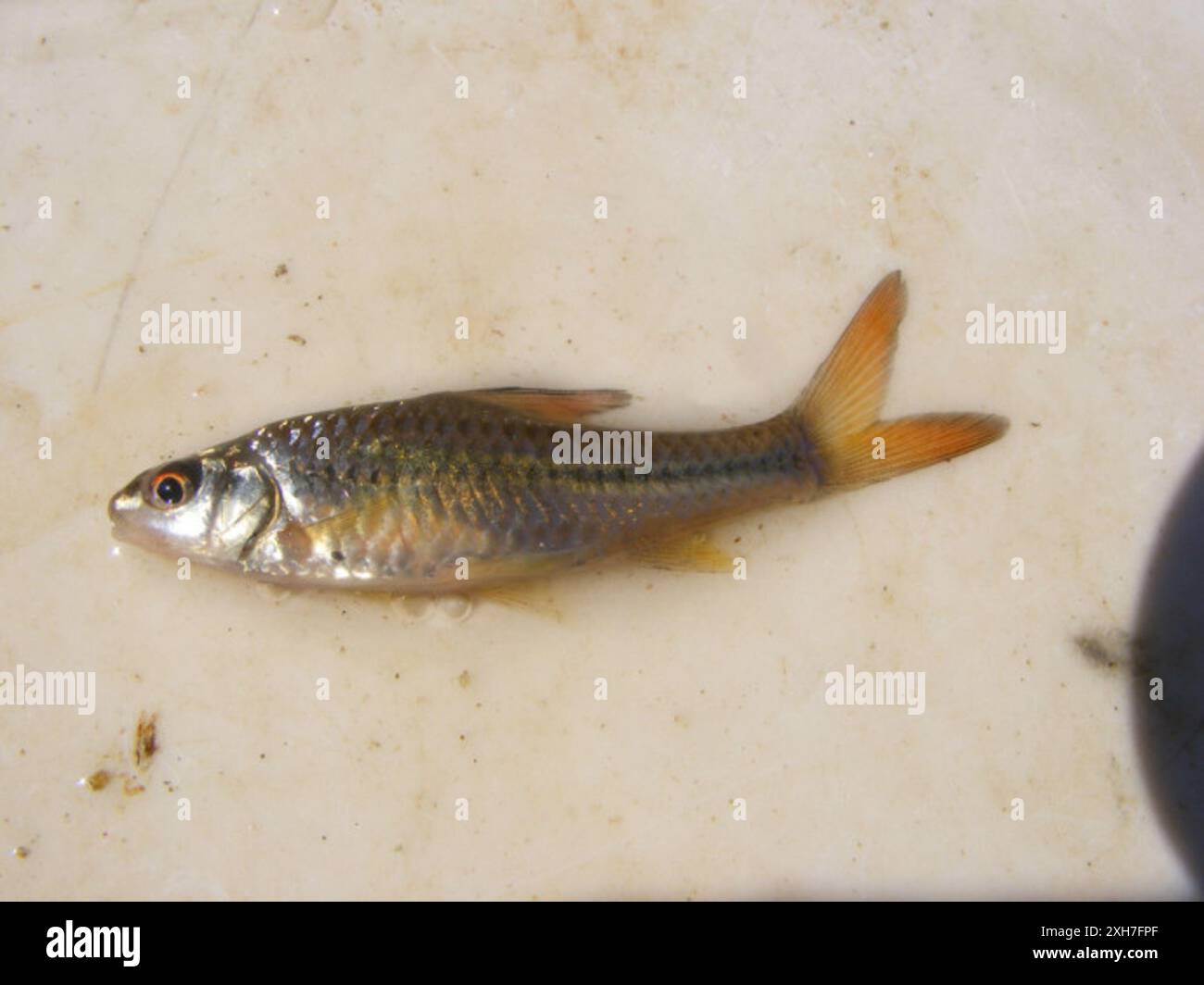 Beira Barb (Enteromius radiatus) Kruger Park, Jock Safari Lodge: Jock ...