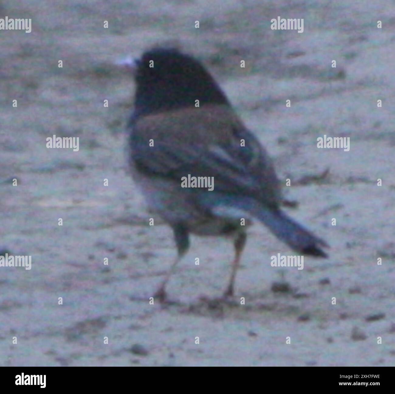 Pedro junco hi-res stock photography and images - Alamy