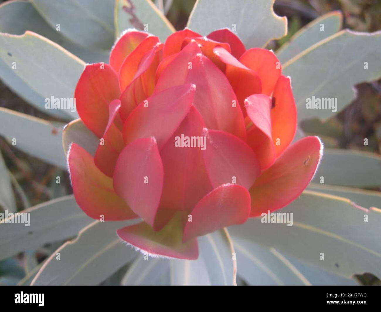 Wagon Tree (Protea nitida) De Hoek in the Swartberg Stock Photo - Alamy