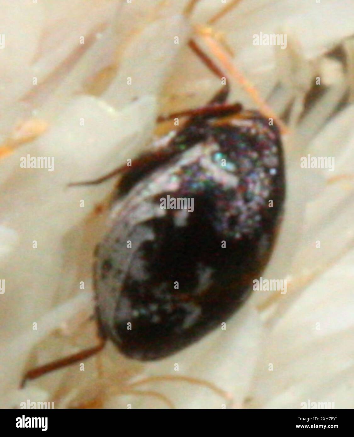 (Anthrenus lepidus) sagehen creek fieldstation Stock Photo - Alamy