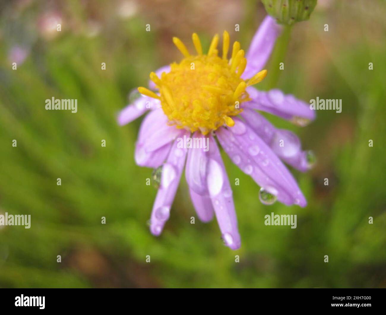 Common Fine Felicia (Felicia filifolia filifolia) Blue Hill in the ...